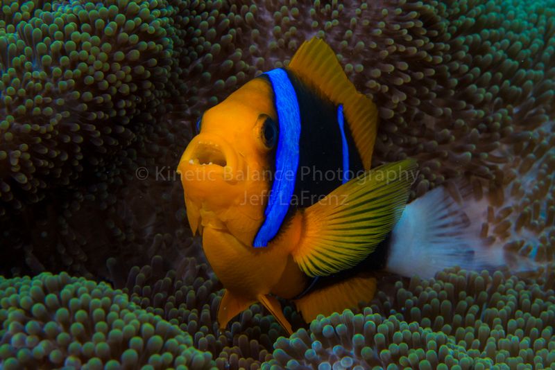 DSC_93601 :: JL Anenome Fish :: Underwater and Landscape Photography by ...