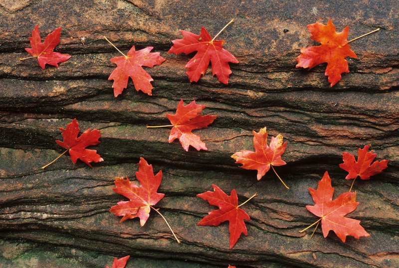 Red Leaves :: Iconic Landscapes :: Ostby Images