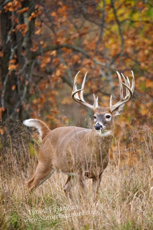 Whitetail Deer - Alert Buck - WHI-0059 :: Bucks