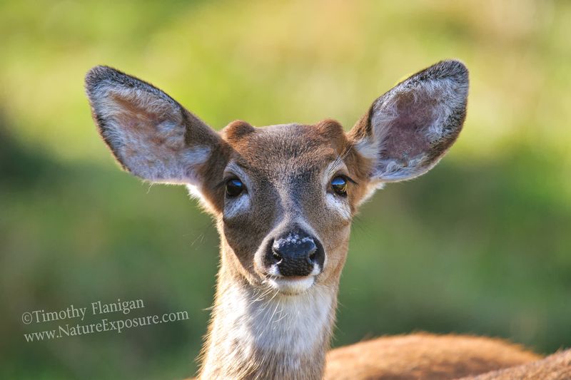 Whitetail Deer - Button Buck - WHI-0010 :: Bucks