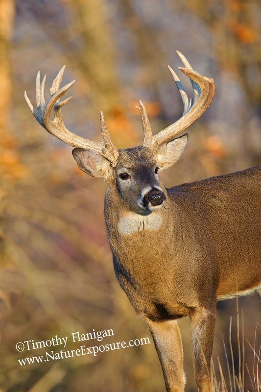 Whitetail Deer - Fall Season Buck - WHI-0053 :: Bucks