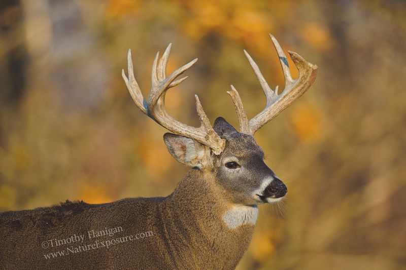 Whitetail Deer - Rough Rump Buck - WHI-0055 :: Bucks