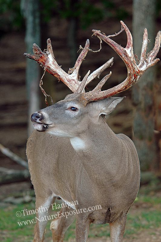Whitetail Deer - Tangled Shed - WBSV-0032 :: Deer Shedding Velvet