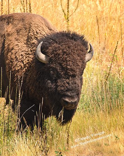 Buffalo