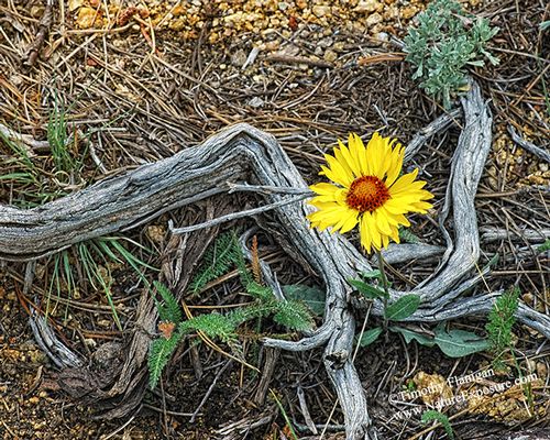 Flora photography by award winning photographer Timothy Flanigan at ...