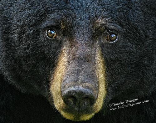 Bear - Black and Grizzly