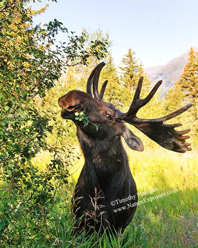 Bull Moose Looking Back - MOO-0013 :: Moose