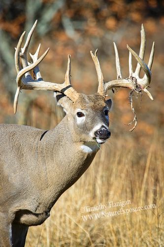 Deer Shedding Velvet