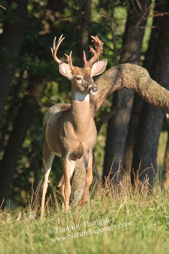 Whitetail Deer - Drying Velvet Profile - WBSV-0076 :: Deer Shedding Velvet
