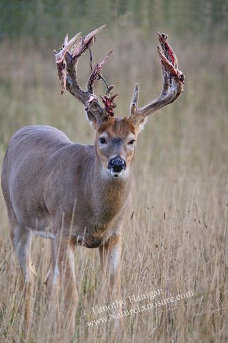 Deer Shedding Velvet