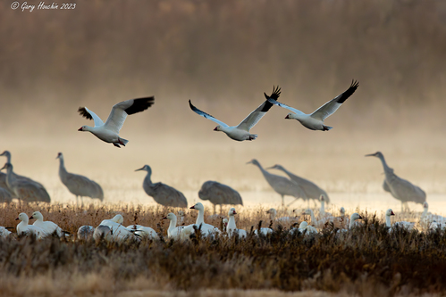 Bosque Cranes :: Gary Houchin Photography