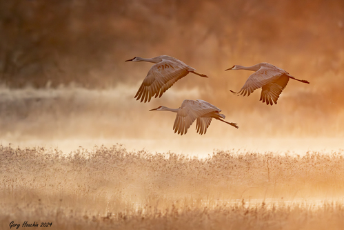 Bosque Cranes :: Gary Houchin Photography