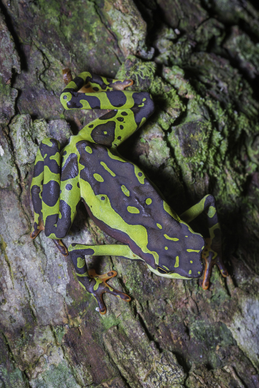 atelopus_2_AD4A0076 :: Frogs of Peru :: Bernardo Roca-Rey Photography ...