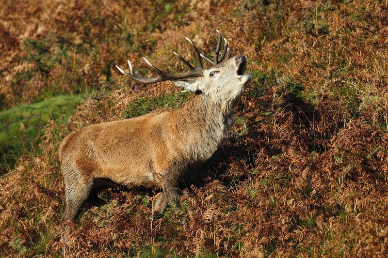 stag roar close - Exmoor :: Rupert Smith Wildlife cameraman and ...