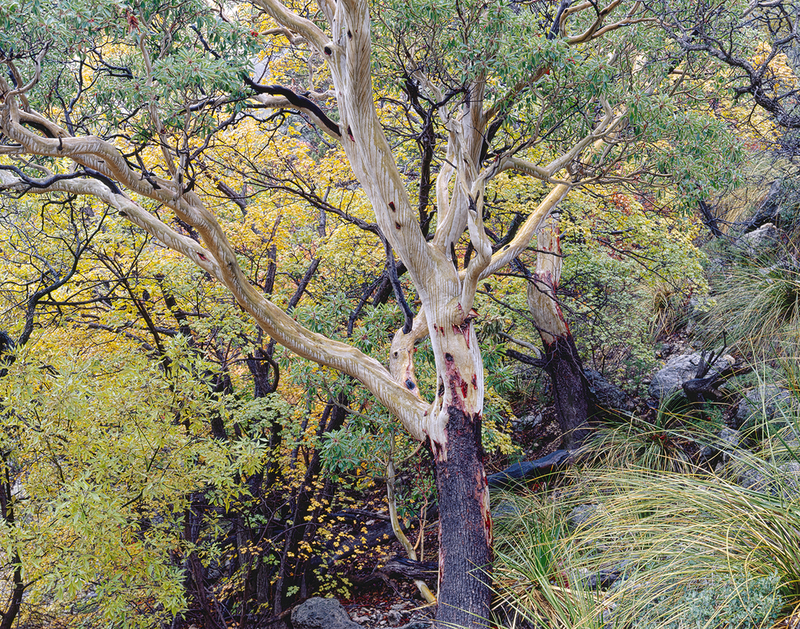 Madrone Tree Fall Guadalupe Mountains National Park(1) :: Color Work ...