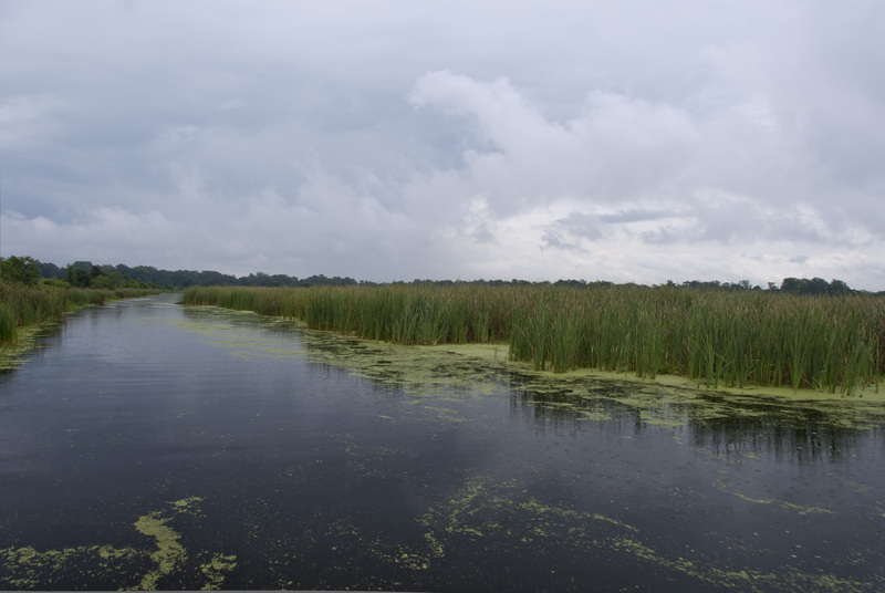 106Boone Plantation wetlands(1) :: Boone Plantation Wetland