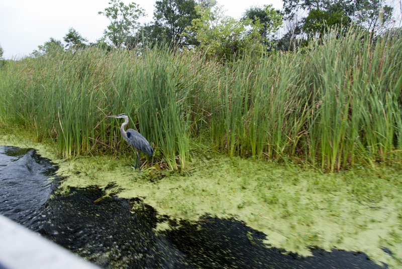 113Boone Plantation wetlands(1) :: Boone Plantation Wetland
