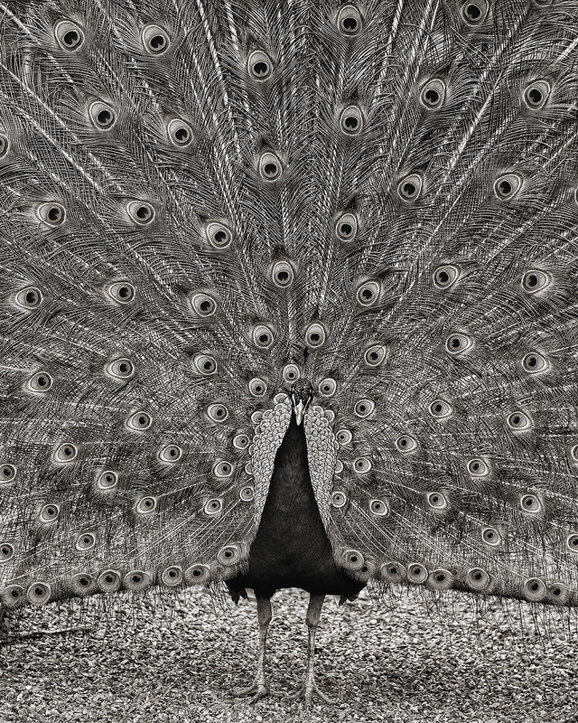 The Myth of Argus 2_25 :: Studio Sale :: Fine Art Photography by ...