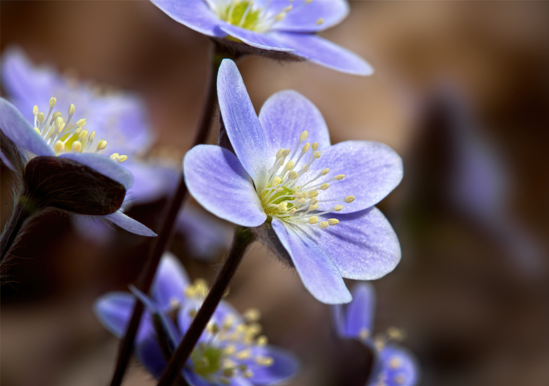 Anemone americana-Round-lobed hepatica- Hepatica nobilis var obtusa ...