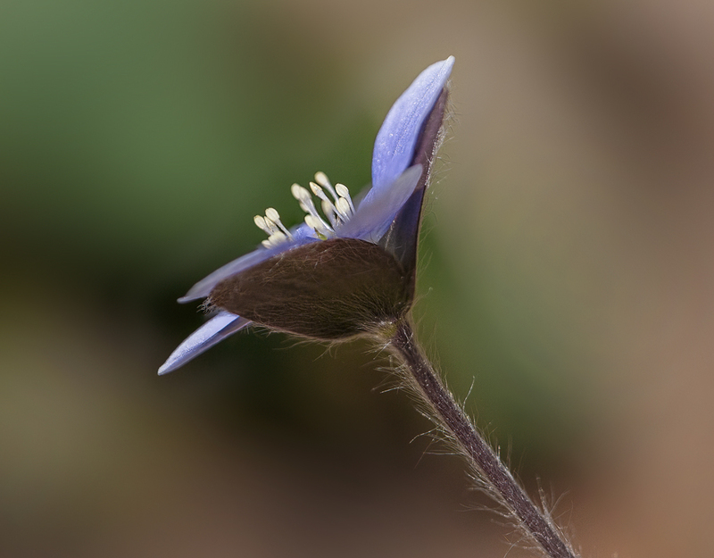 Anemone americana-Round-lobed hepatica- Hepatica nobilis var obtusa ...