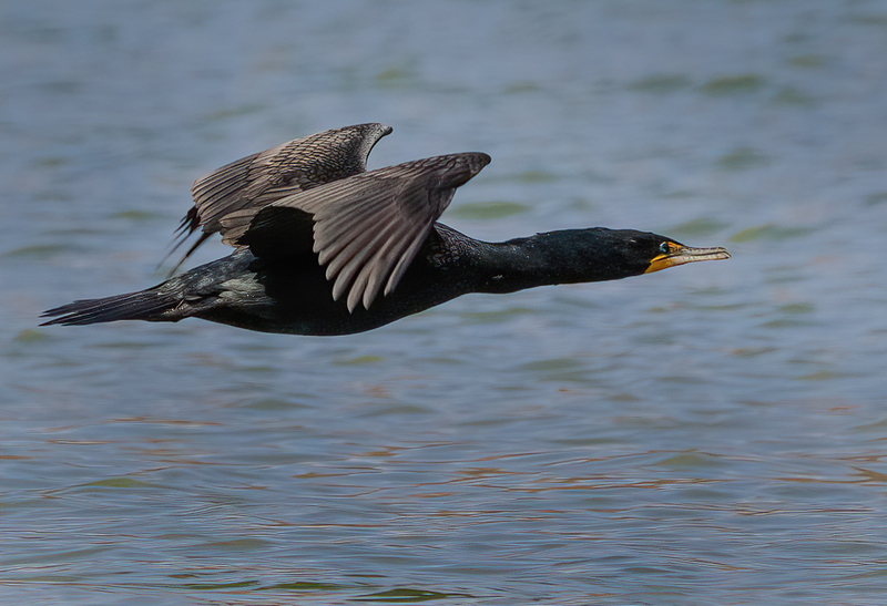 Double-crested Cormoran 2003 :: Birds - Water & Wading :: Arts N Images