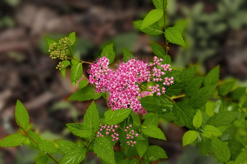 Japanese Spirea - Spiraea japonica 2201 :: Mid Atlantic and Appalachian ...