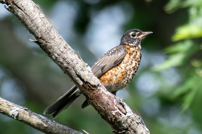 American Robin - juvenile :: Birds! :: Far Out Photos