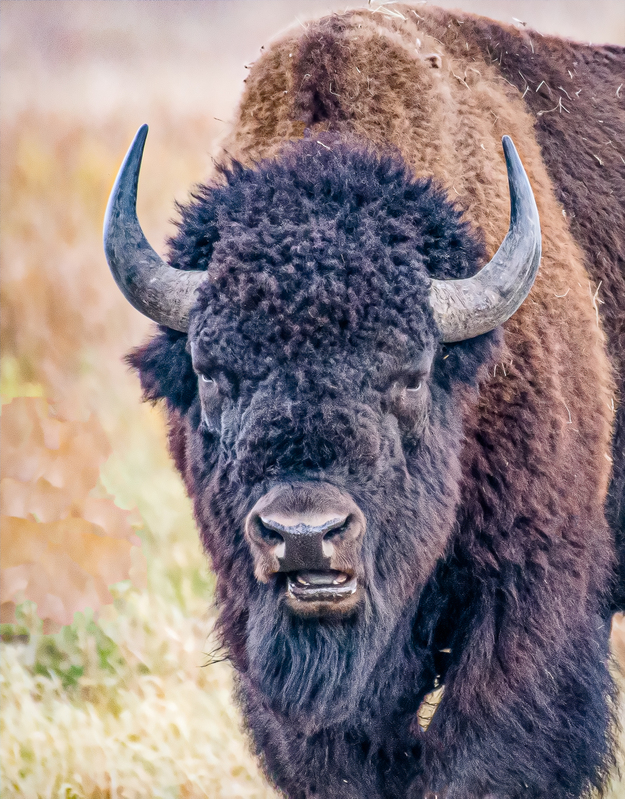 Bison at Grand Teton :: American Landscape :: Far Out Photos