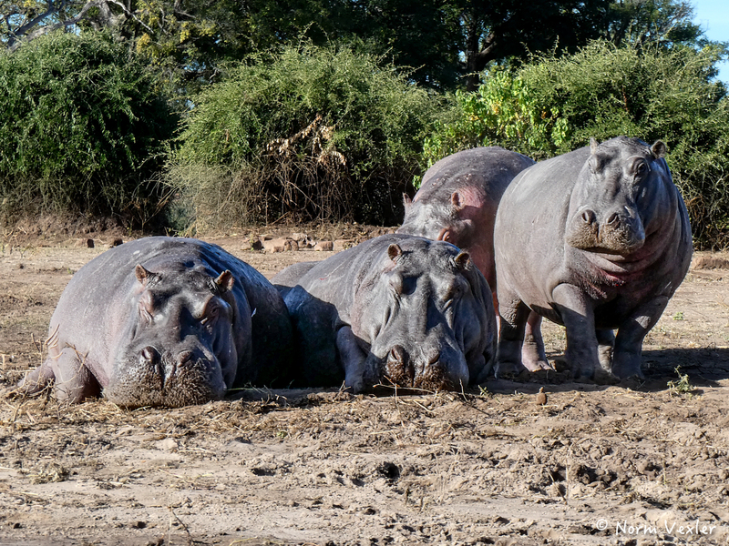 Four Hippos(1) :: Africa - 2022 :: Far Out Photos