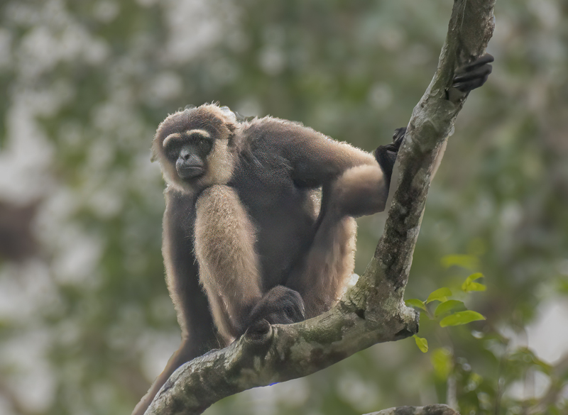 Gibbon(1) :: Borneo, Java, Toraja - 2025 :: Far Out Photos