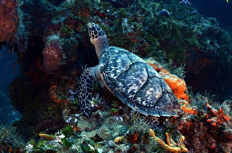 Hawksbill Sea Turtle :: Turks & Caicos - 2022 :: Far Out Photos