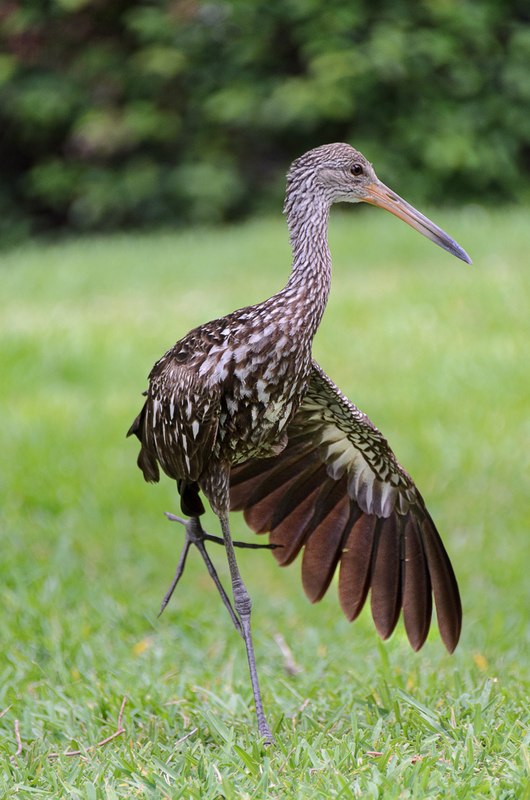 Limpkin :: Birds! :: Far Out Photos