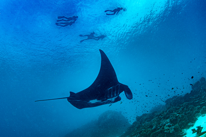 Manta Sandy(1) :: Raja 4 Divers - 2022 :: Far Out Photos