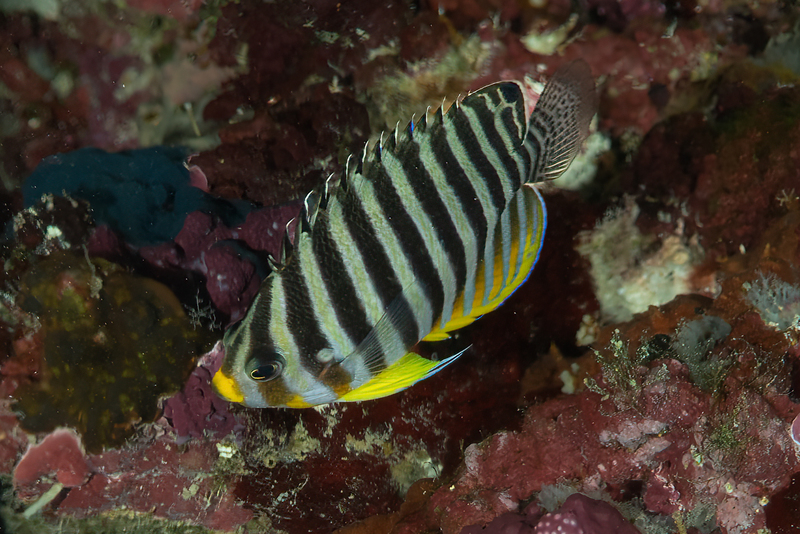 Multi-Barred Angelfish(1) :: Creature Count :: Far Out Photos