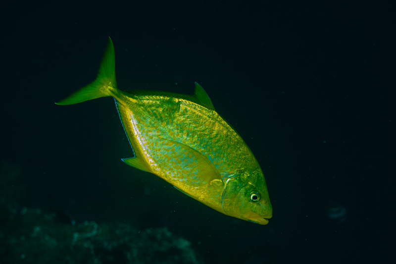Orange-Spotted Trevally :: Creature Count :: Far Out Photos