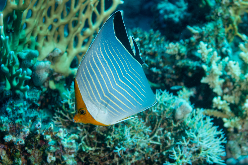 Orangeface Butterflyfish(1) :: Creature Count :: Far Out Photos