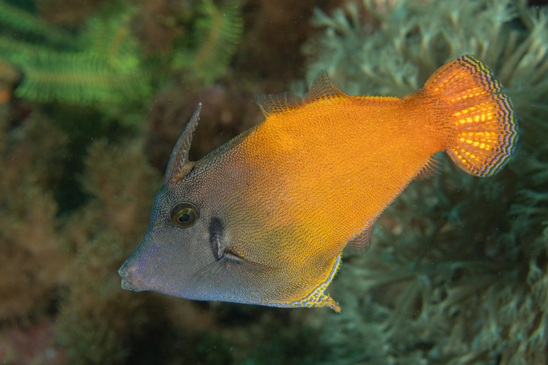 Orangetail Filefish(1) :: Philippines - 2023 :: Far Out Photos