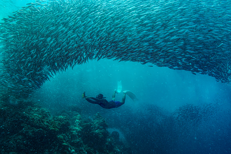 Sardines at Moal Boal(1) :: Philippines - 2023 :: Far Out Photos