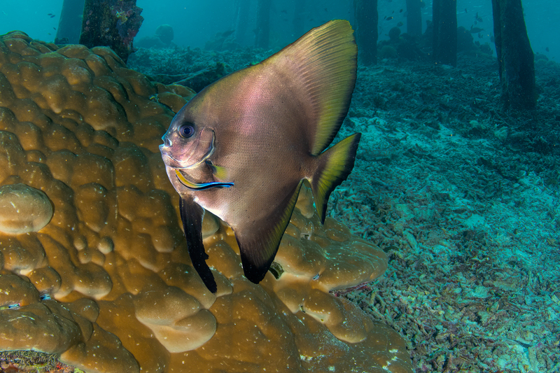 Spadefish(1) :: Raja 4 Divers - 2022 :: Far Out Photos