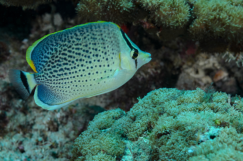 Spotted Butterflyfish :: Creature Count :: Far Out Photos