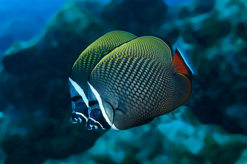 White Collar Butterflyfish(1) :: Maldives - 2019 :: Far Out Photos
