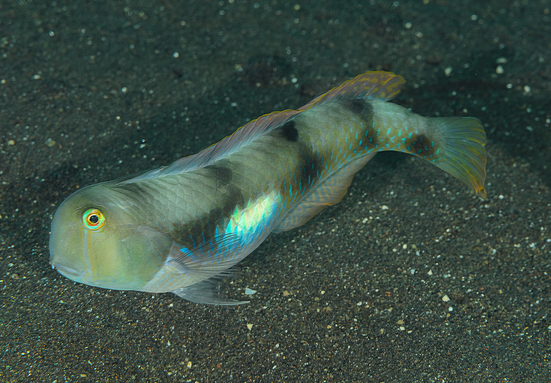 Whitepatch Razorfish(1) :: Bali & Ambon - 2019 :: Far Out Photos