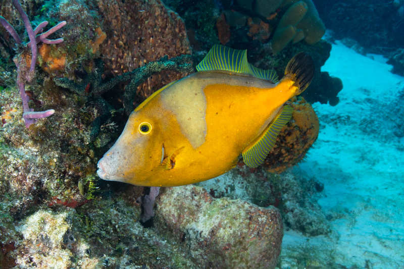 Whitespotted Filefish Orange Phase(1) :: Far Out Photos