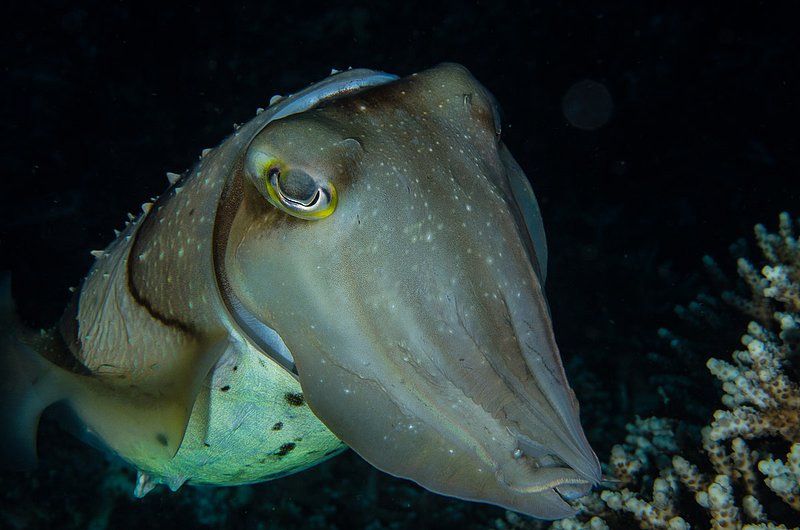 Cuttlefish :: Komodo Islands / MV Pindito - 2016 :: Far Out Photos