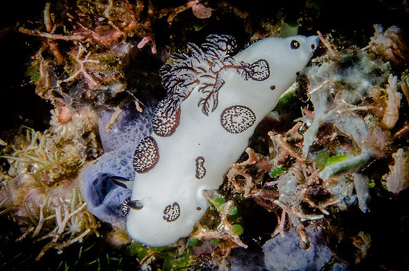 Funeral Jorunna1 :: Nudibranchs/Flatworms/Slugs :: Far Out Photos