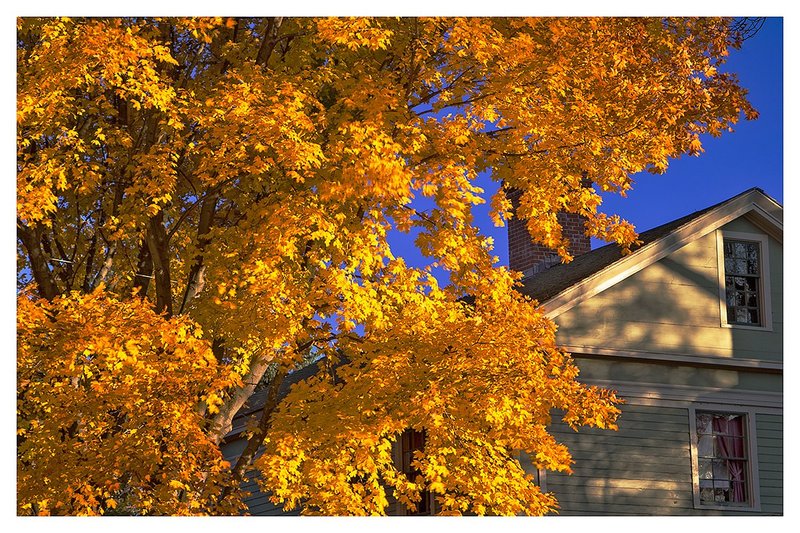 Maple-in-Bright-Sun :: Landscapes-Scenics-Nature :: Scenic and Nature ...