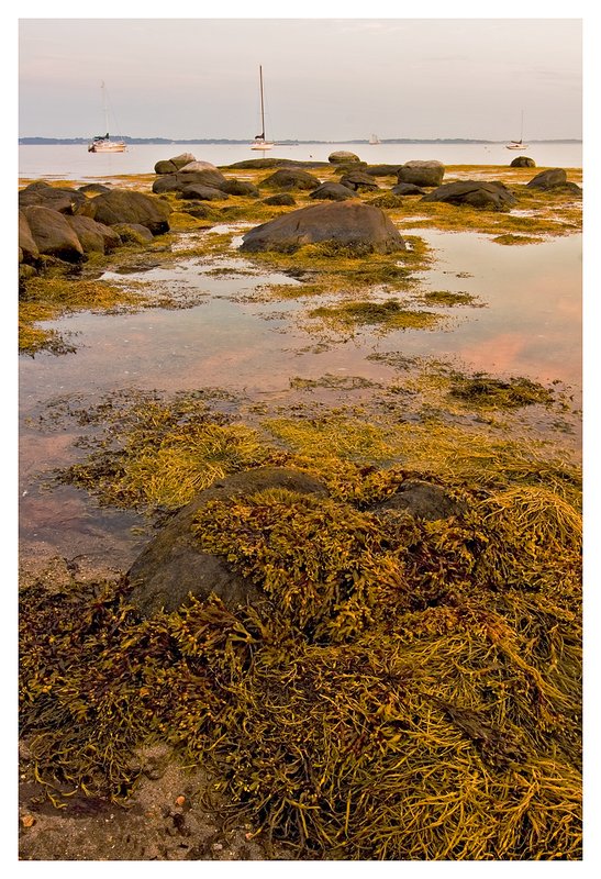 seaweed-on-rocks :: Seascapes-Lighthouses :: Scenic and Nature ...