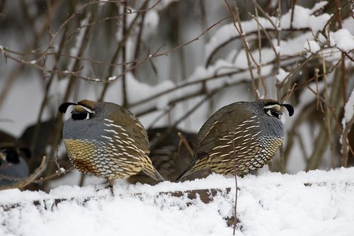 California Quail-Winter :: Tim Christie Outdoor Writer & Photographer