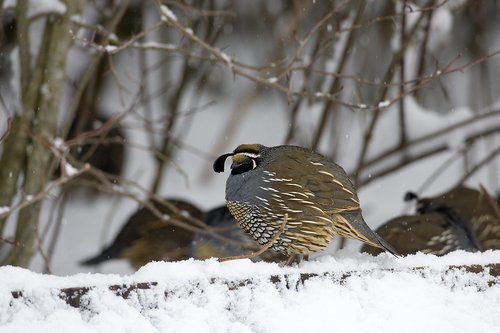 California Quail-Winter :: Tim Christie Outdoor Writer & Photographer