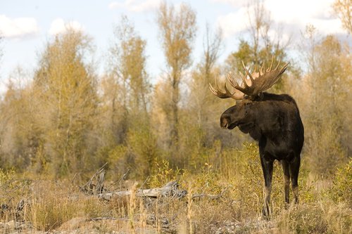 Shiras Moose :: Tim Christie Outdoor Writer & Photographer